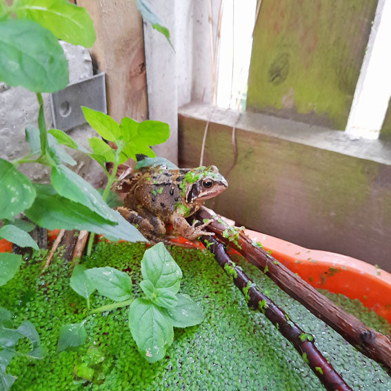 Creating a wildlife pond with rainwater – Rainwater Terrace